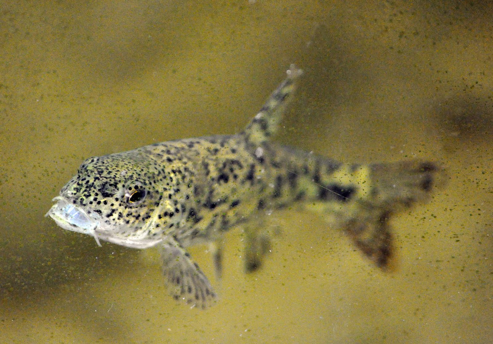 Fauna del Camp i la Conca.: de novembre 2010