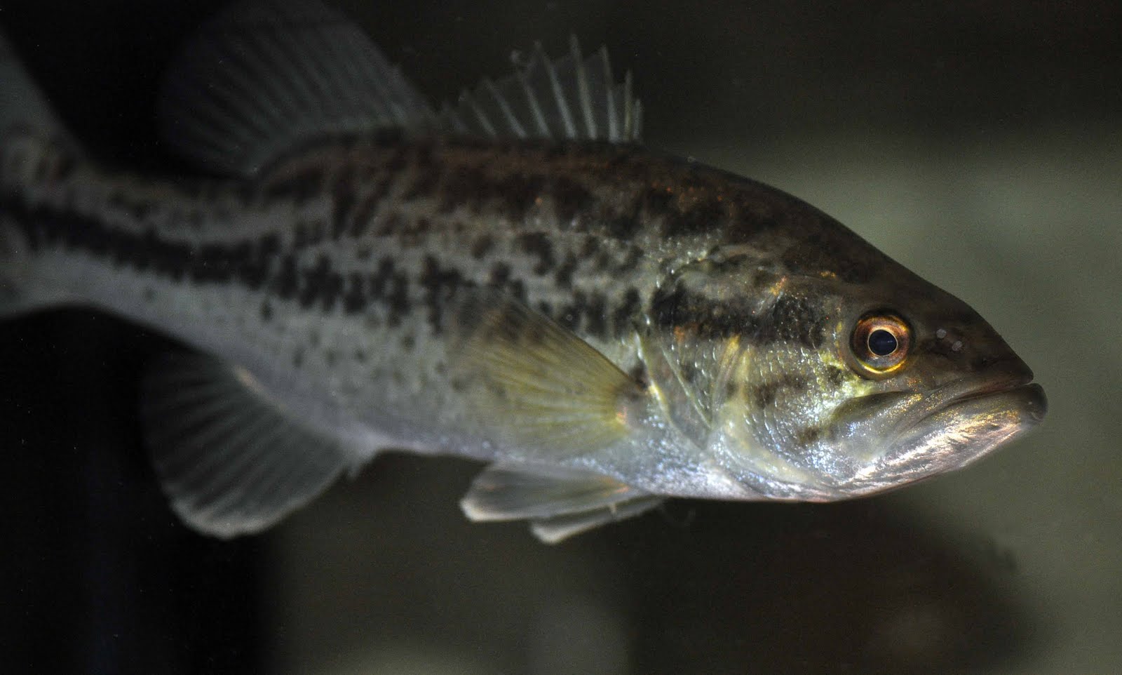 Fauna del Camp i la Conca.: Perca americana.