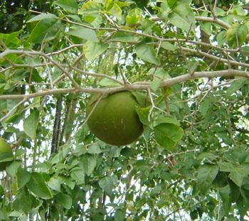Herbal Cure: Stone apple or Bael: Bilva fights cholera germs