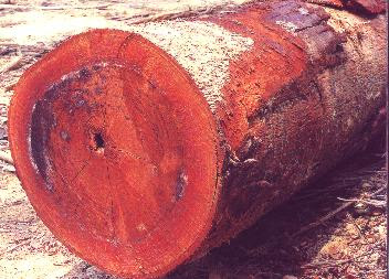 MADEIRA BRUTA E BENEFICIADA