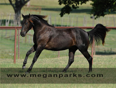 Megan Parks Photography.com: Royal Blue Boon Clones