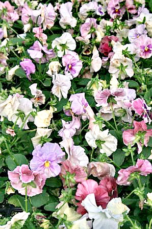 The Green Thumbs: Fall Plant Pictures