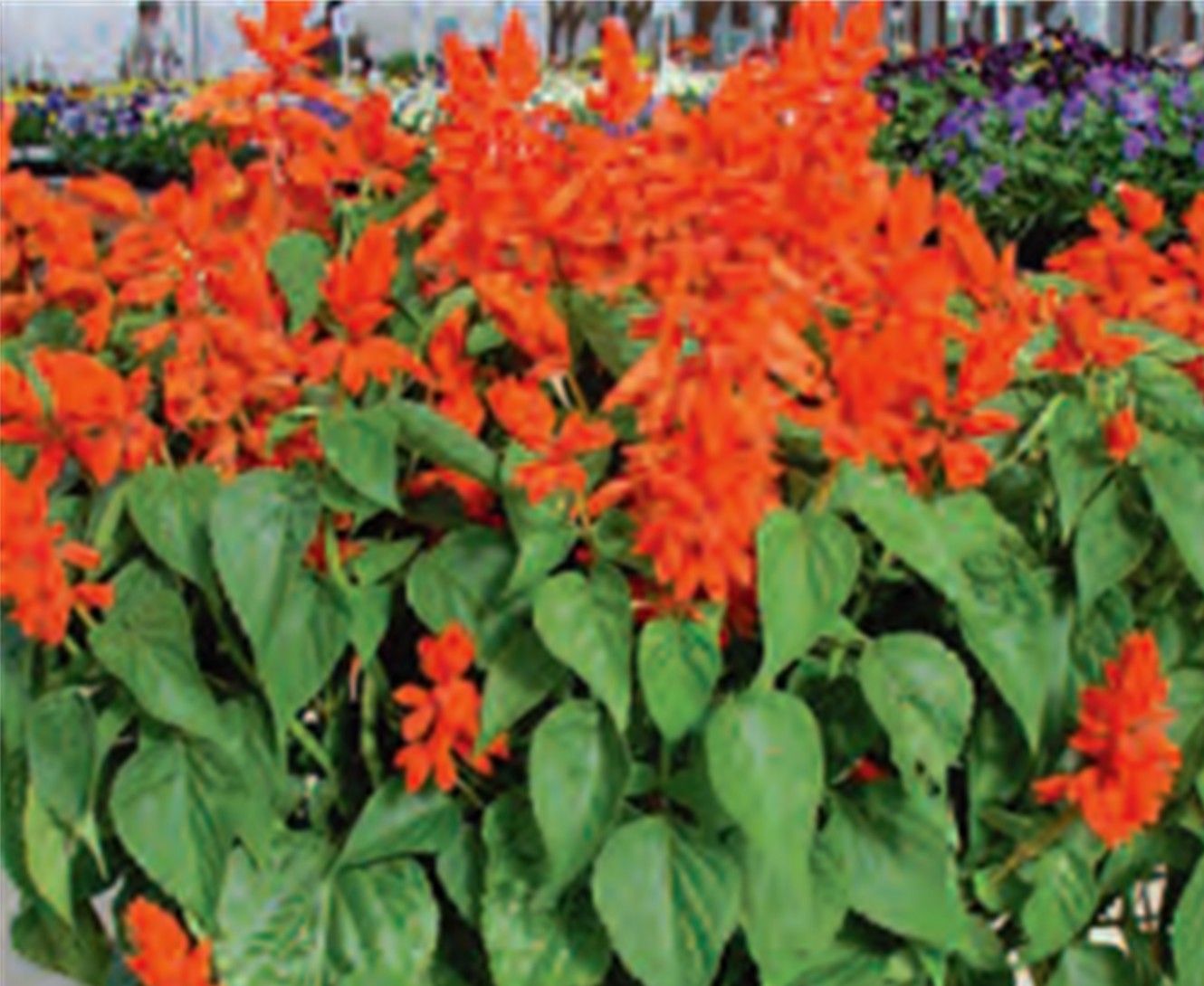 The Green Thumbs: Spring Plants