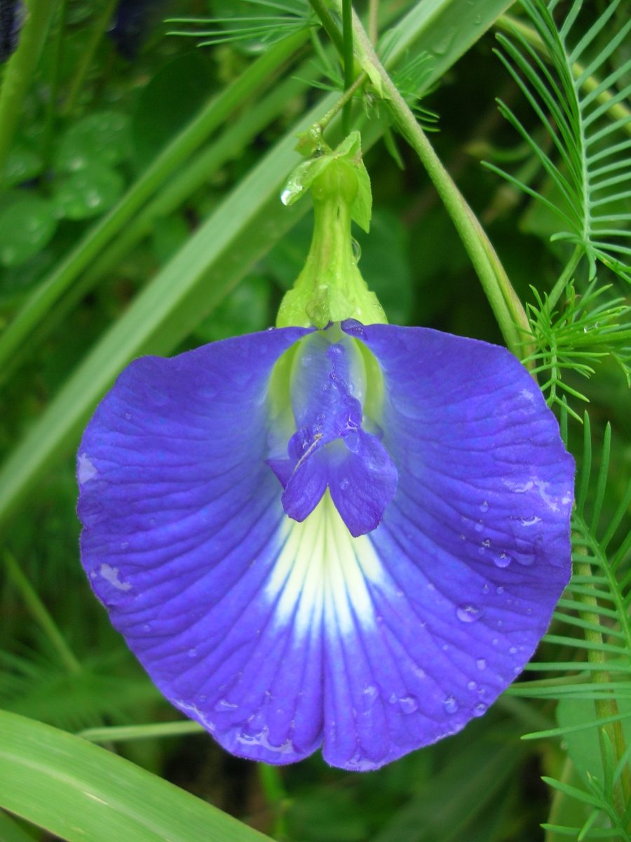 Life at Dharwad: Saturday afternoon colors at Botanical Garden