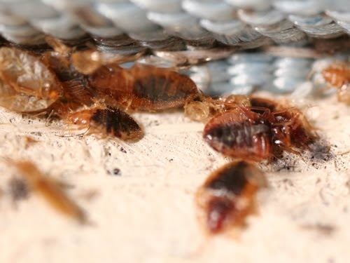 LAUNDROMATINSIDER.ORG: Bed Bugs Can Spread in Apartment Laundry Rooms