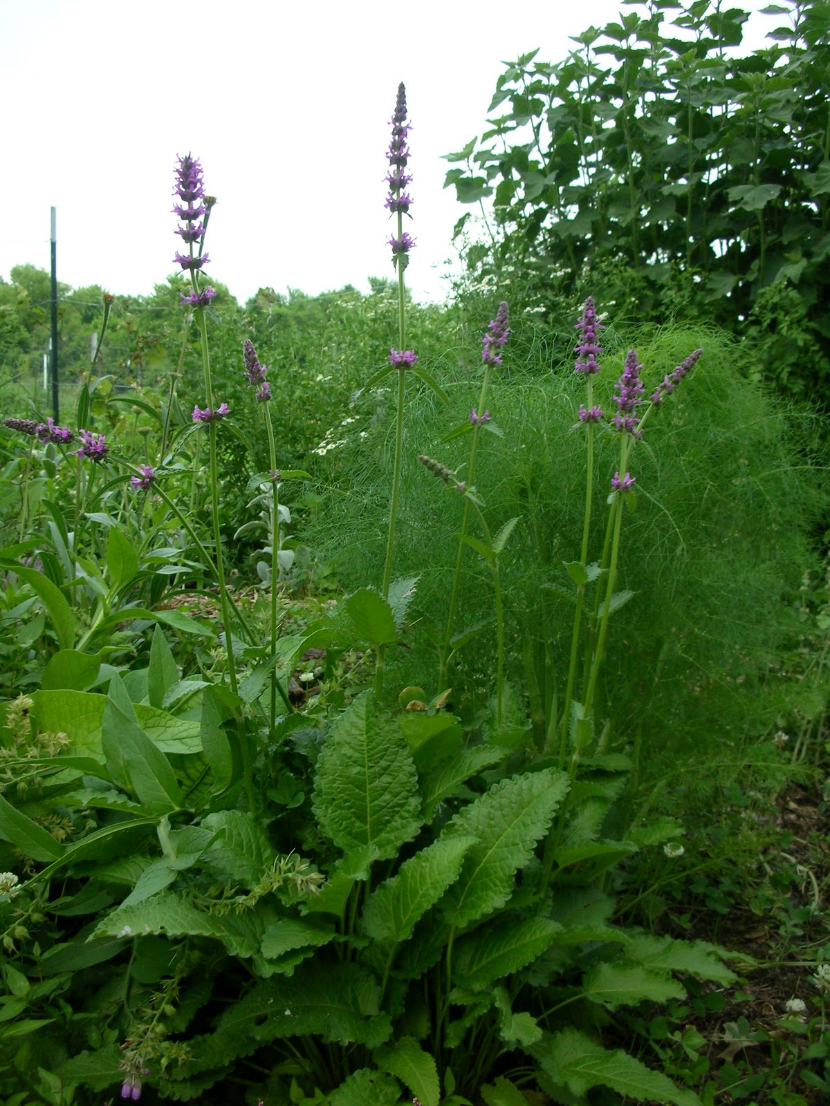 Luna Herb Co. » tenfold path