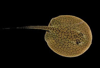 Aquarium Lore: Teacup Stingray