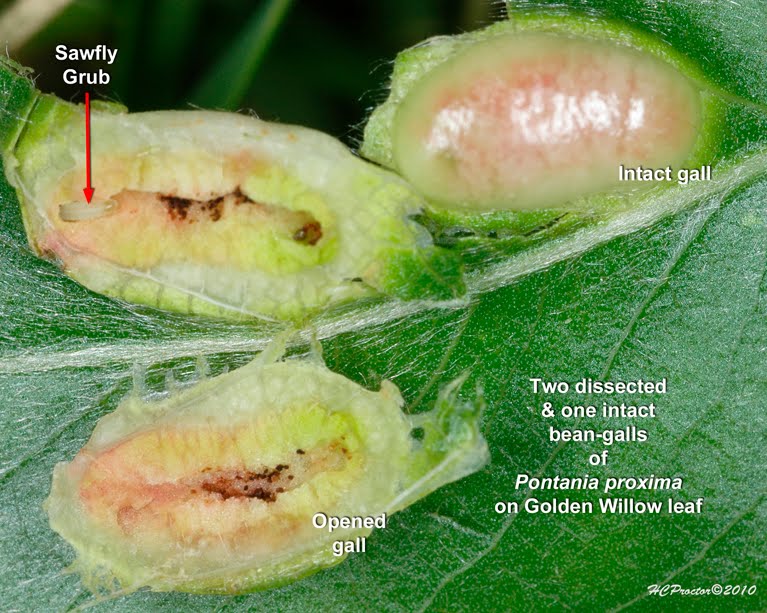 The Home Bug Garden: Sunday Sawfly: The Willow Red Bean-Gall Sawfly