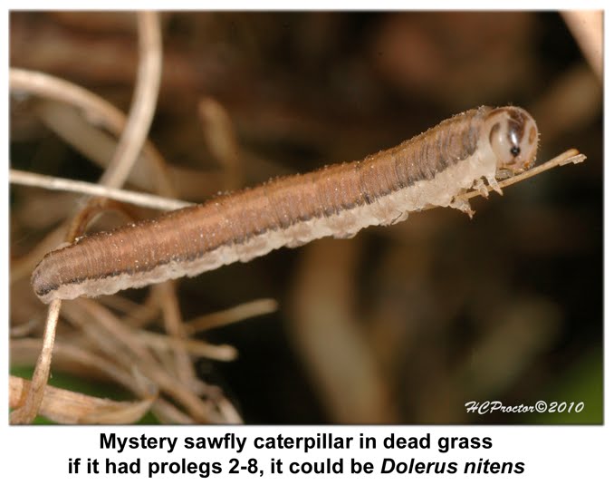 The Home Bug Garden: Sawfly Sunday: On the Importance of Prolegs