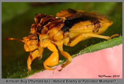 The Home Bug Garden: Aculeata Agonistes: Ants, Aphids & Aspen