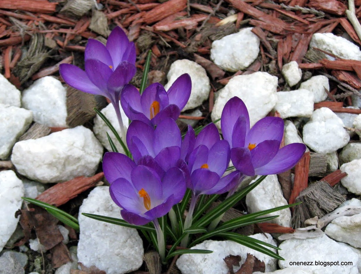 Onenezz: Incredible Blooms