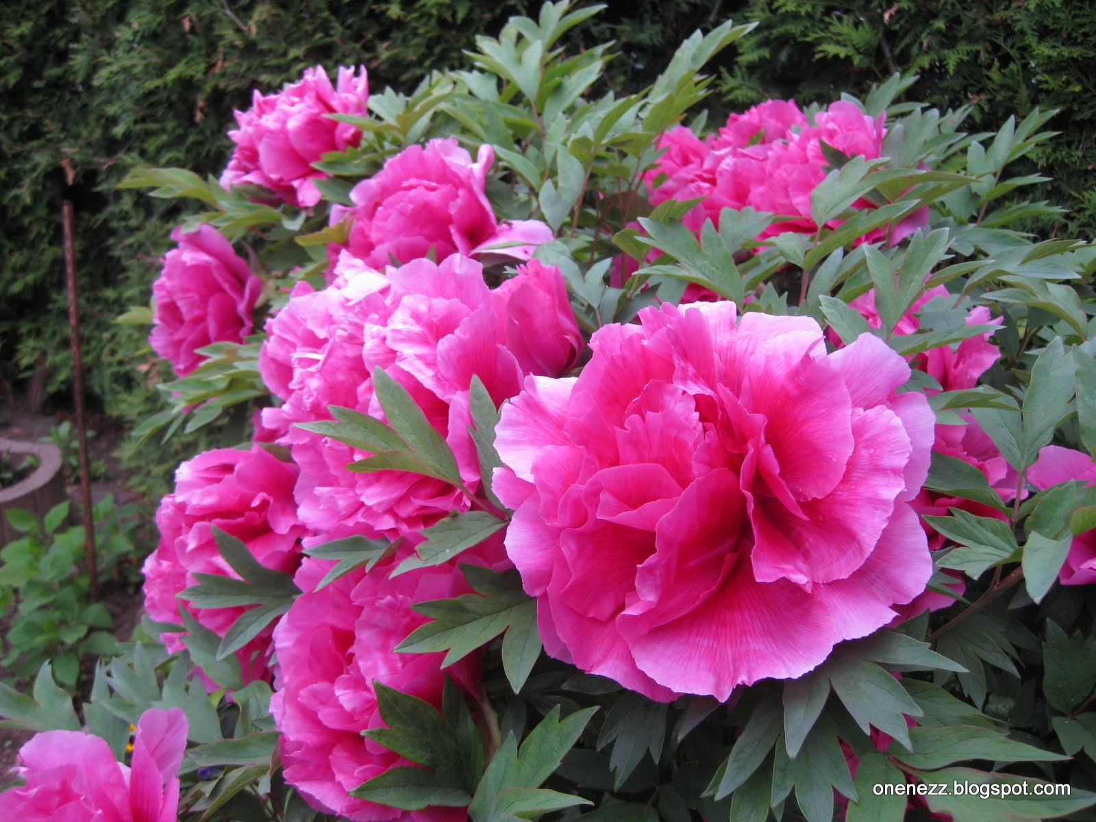 Onenezz: Incredible Blooms