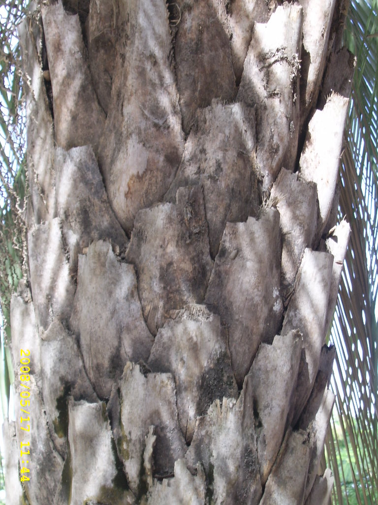 Palmeras en la Ciudad de Resistencia: Butia yatay (English)