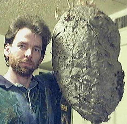 Impressive Wasp Nest Collection of Hornet Boy