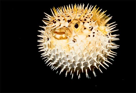 Recetario Spanglish para mis hijos: El Pez Globo (Puffer fish) en las ...