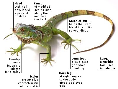 mengenalreptillebihjauh: reptilia