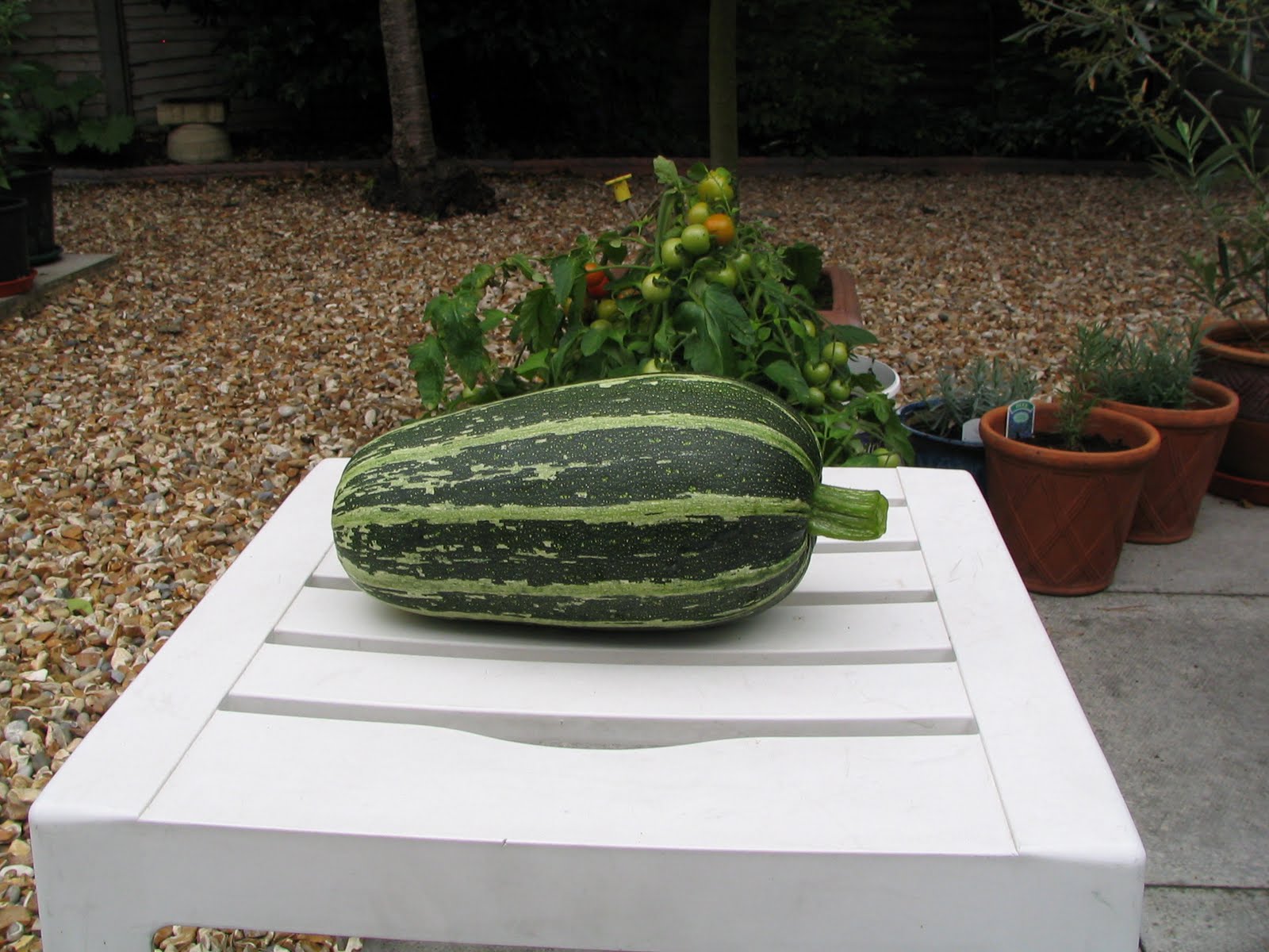 Mark's Veg Plot: Cucurbits