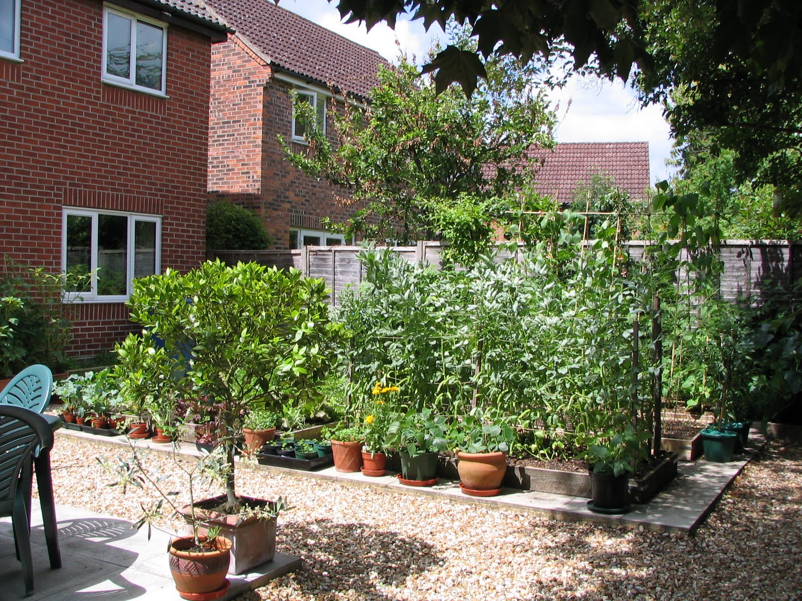 Mark's Veg Plot: My plot