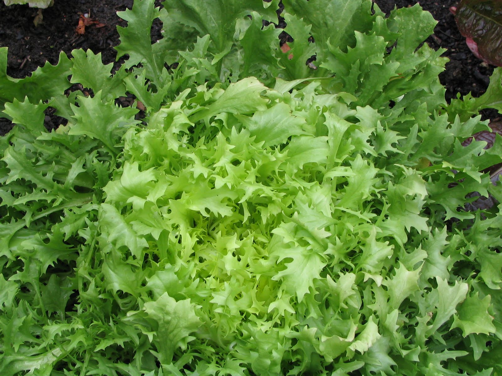Mark's Veg Plot: Salads
