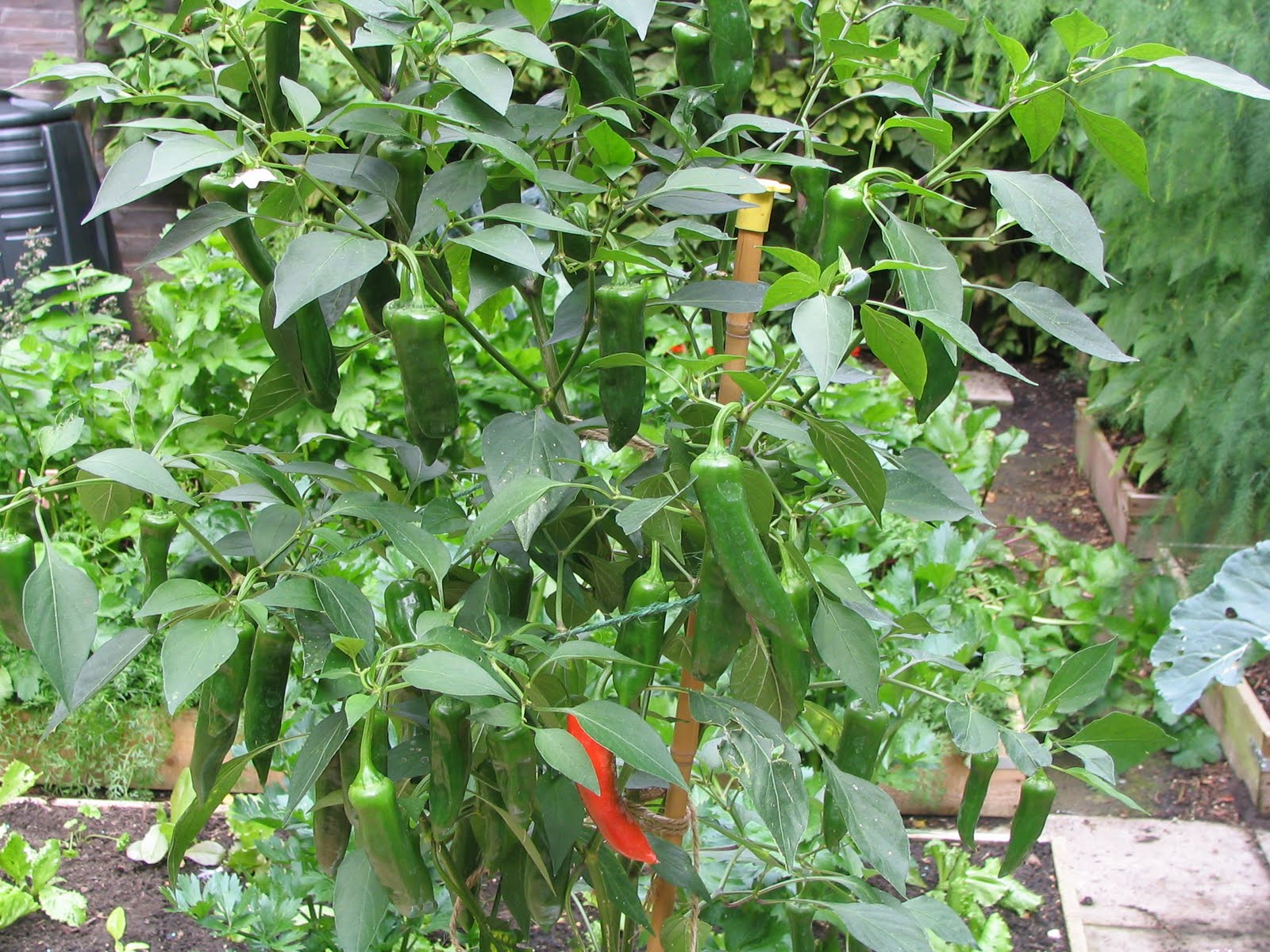 Mark's Veg Plot: November 2010