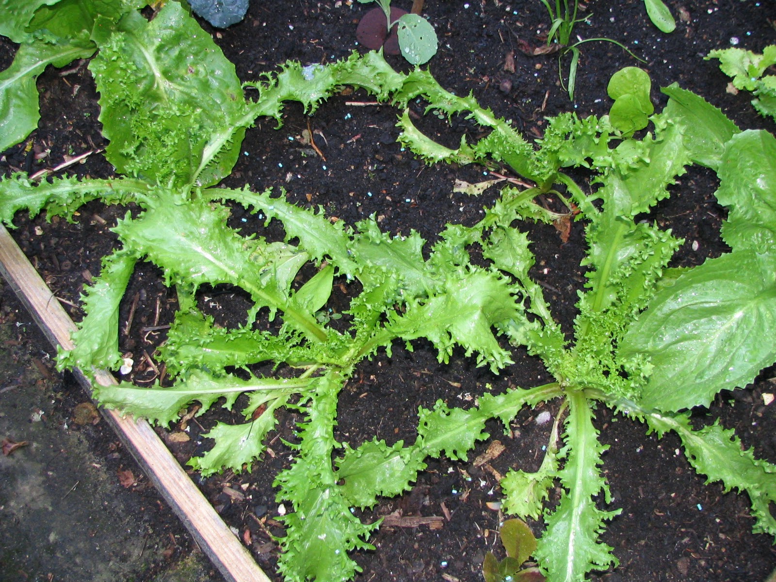 Mark's Veg Plot: Blanching Endives
