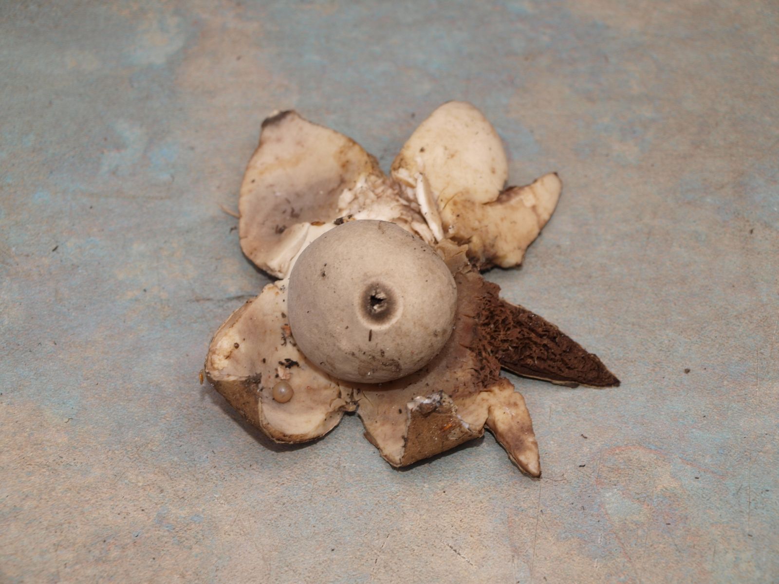 Mark's Veg Plot: The Octopus fungus