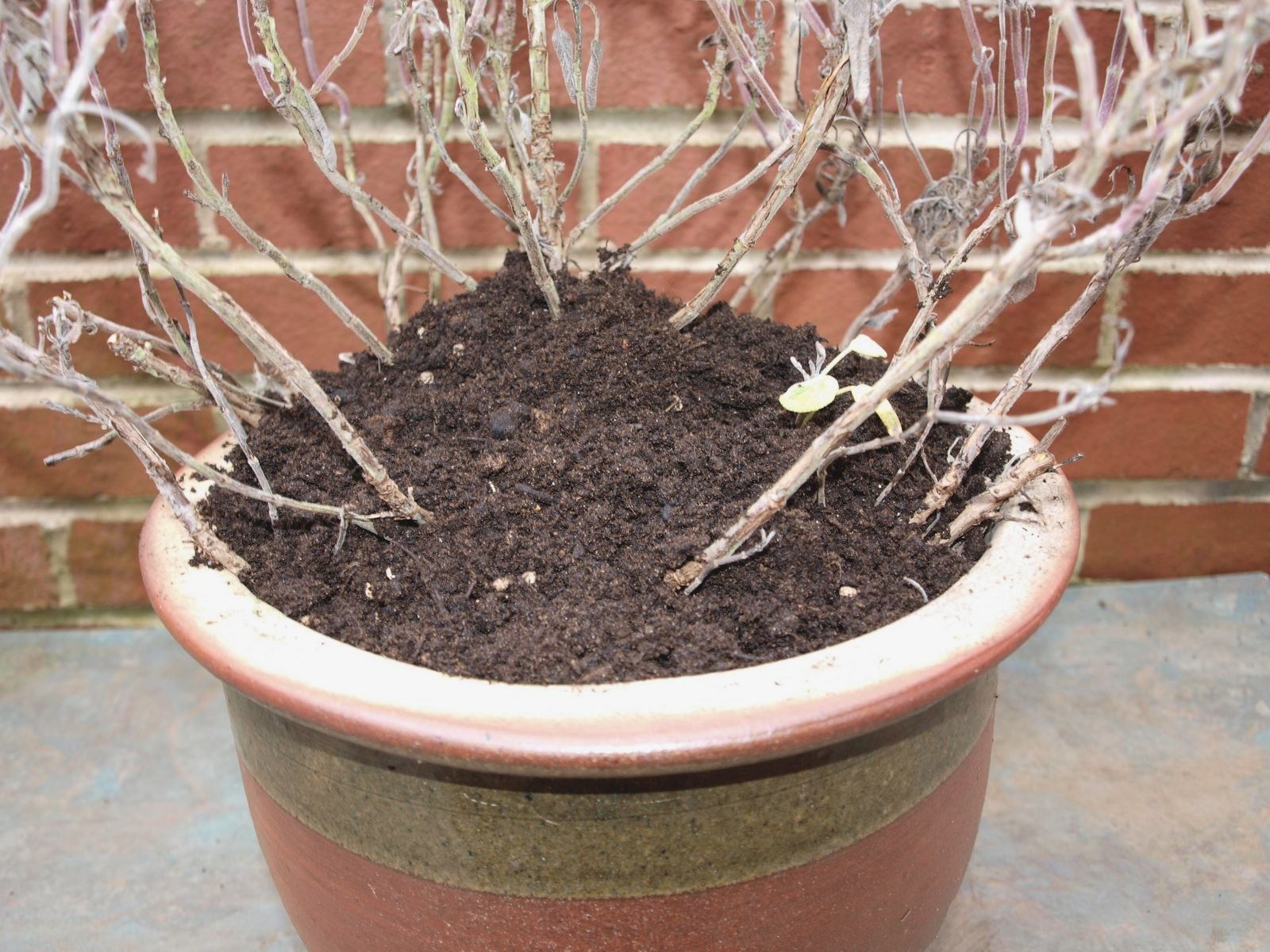 Mark's Veg Plot: Reviving the Sage