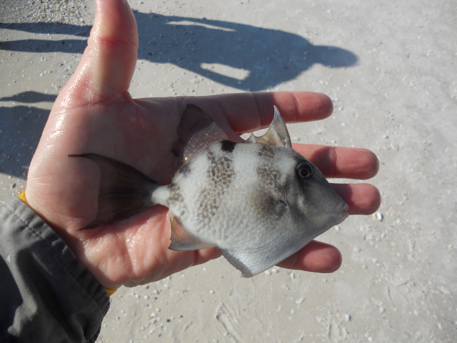 Triggerfish Caught at Tigertail Beach in Florida : r/Seining