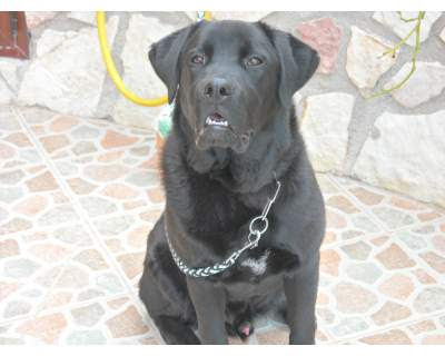 Cane Corso cerca casa...: Mix Cane Corso e Labrador, Palermo
