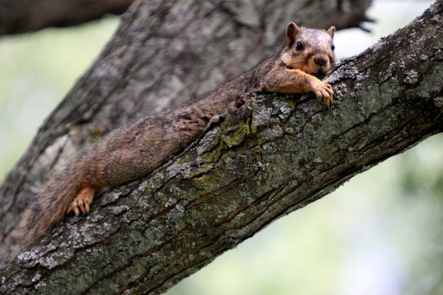 Wise and Otherwise: Tree-Hugging Squirrels and a Blue Jay