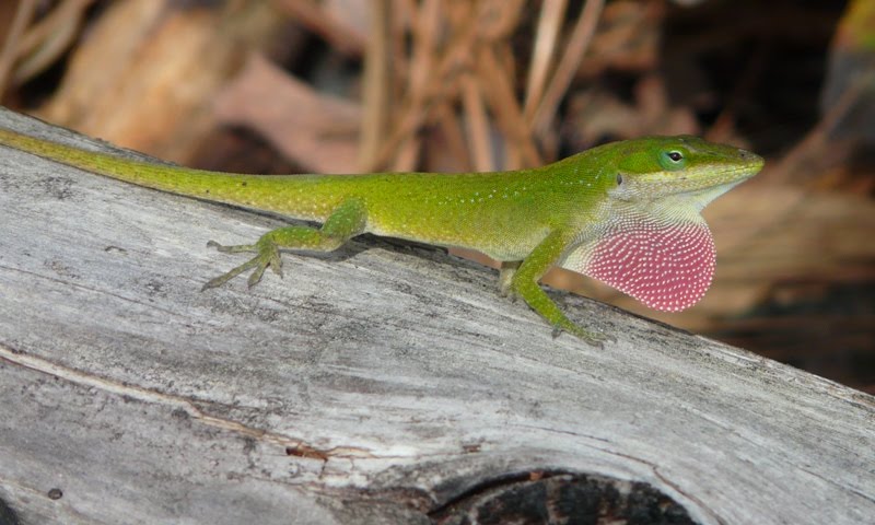 Ben and Joy: More Florida/Alabama Lizards
