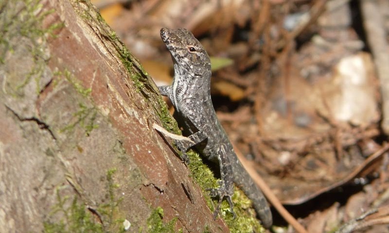 Ben and Joy: More Florida/Alabama Lizards