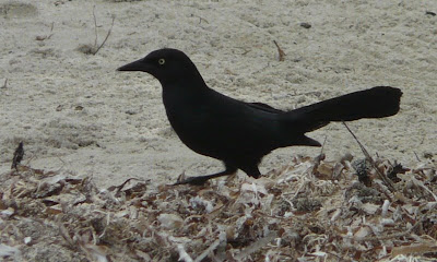 Ben and Joy: Dominican Republic Birds