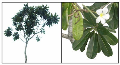 Kalatsutsi | Mga Halamang Gamot ng Pinoy