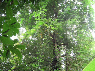 Nature shots: kumbalanga