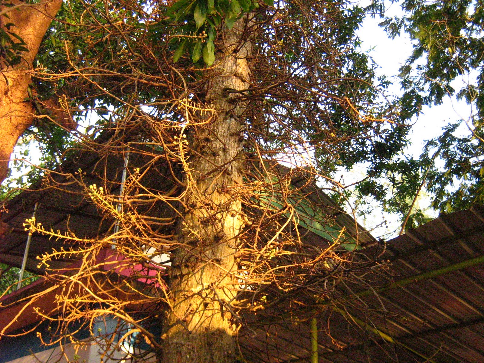 Nature shots: Naga lingam tree
