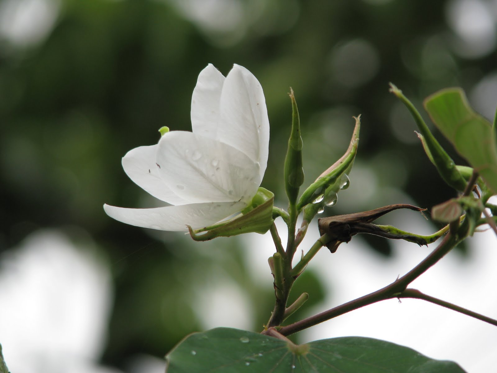 Nature shots: Mandara poo