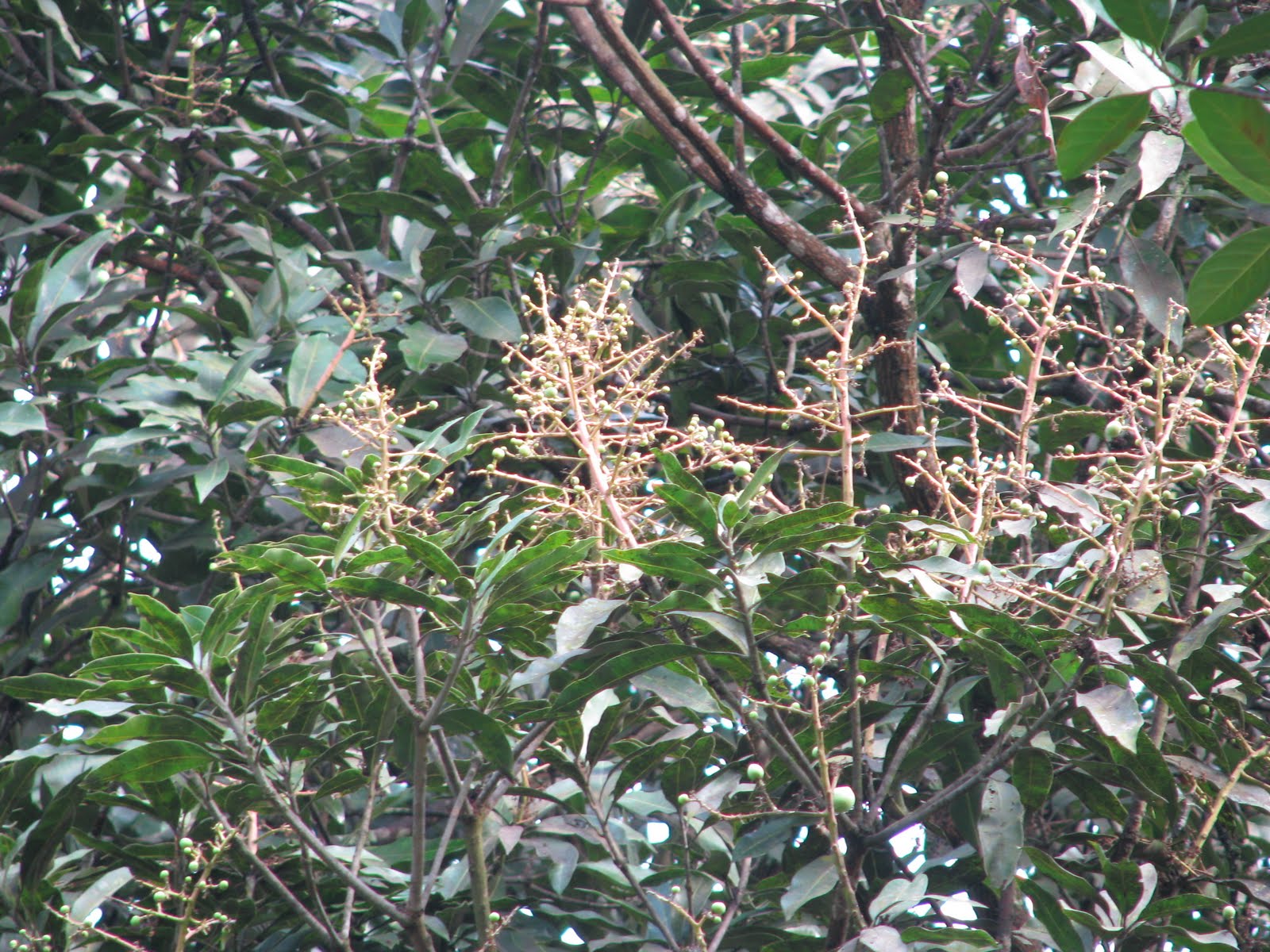 Nature shots: Unnimanga