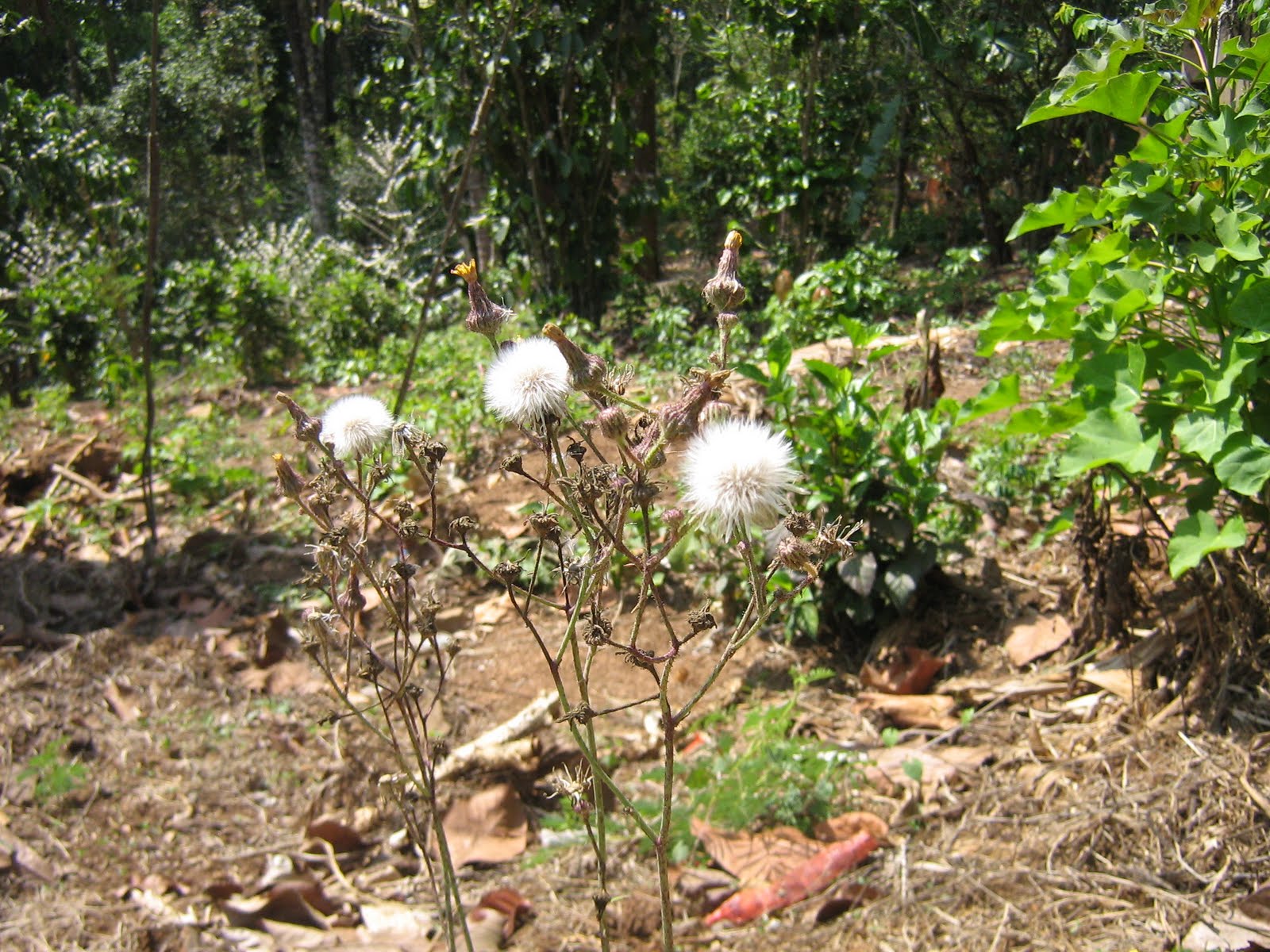 Nature shots: Appooppan thadi