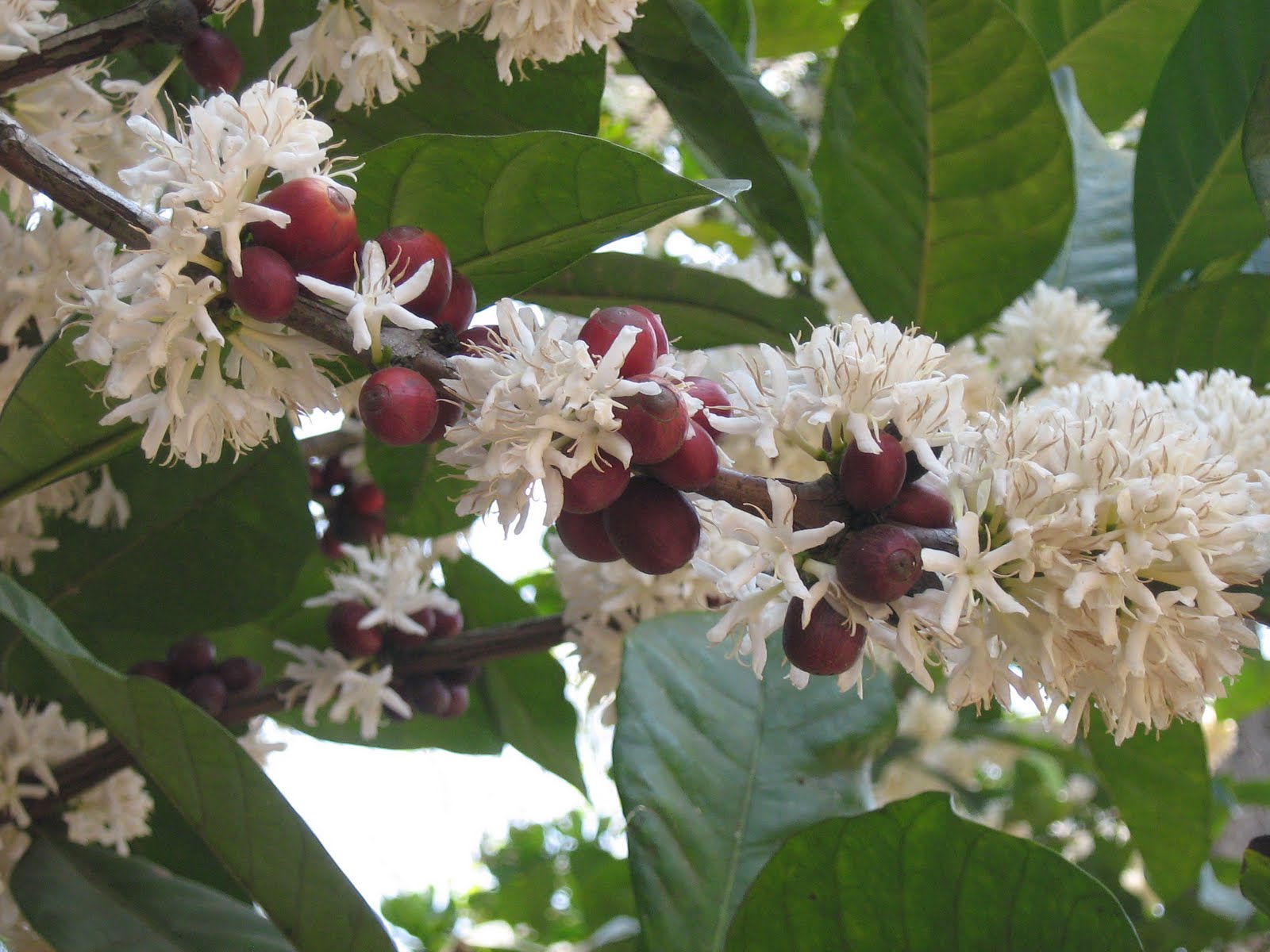 Nature shots: Kappi pootha kalam