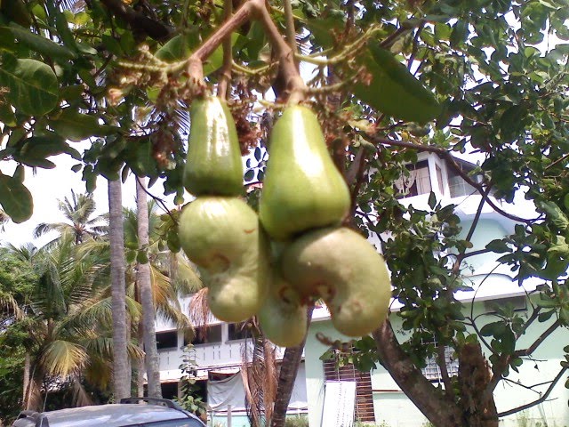 Nature shots: Kashu mavu