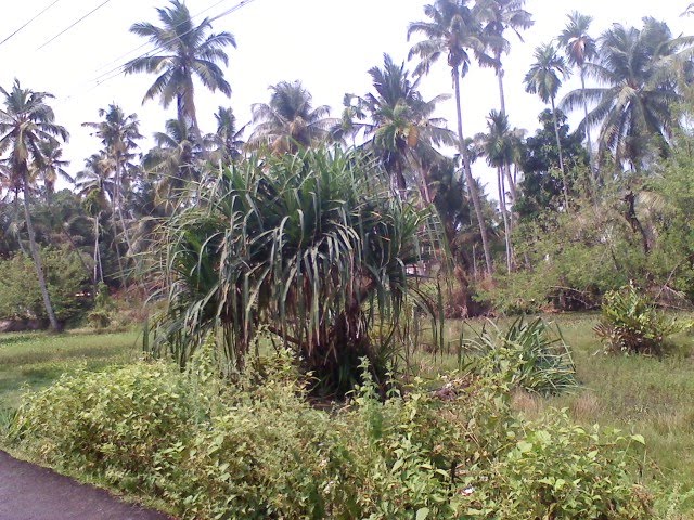 Nature shots: Kaitha