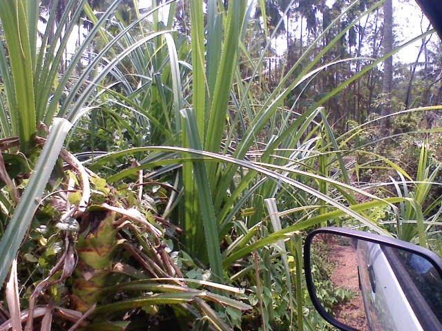 Nature shots: Kaitha