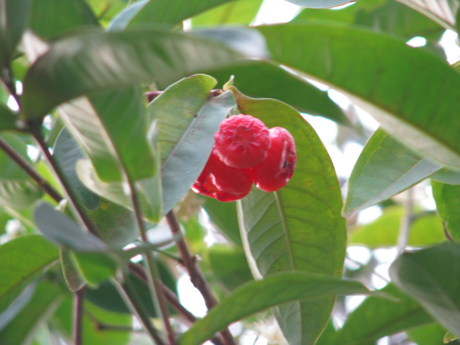 Nature shots: chambakka