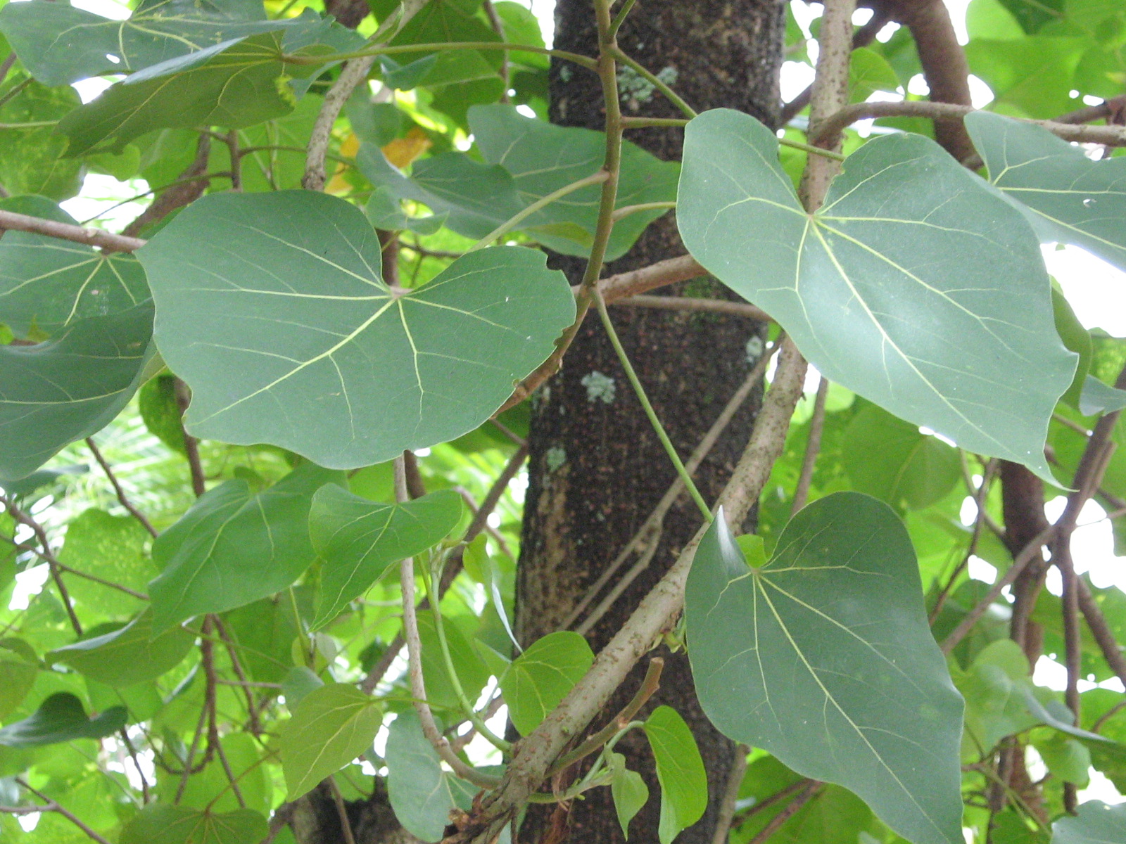 malaysianherbals: malaysianherbals -(23) பூவரசு Portia Tree