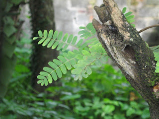 Nature shots: Valan puli