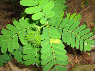 Nature shots: Valan puli