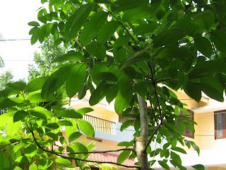 Nature shots: Ambazham