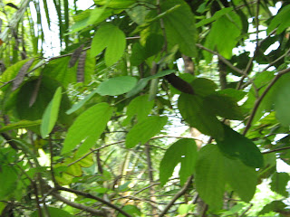 Nature shots: Mandaram