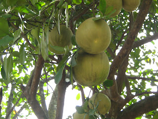 Nature shots: Kambili naranga or Madhura naranga